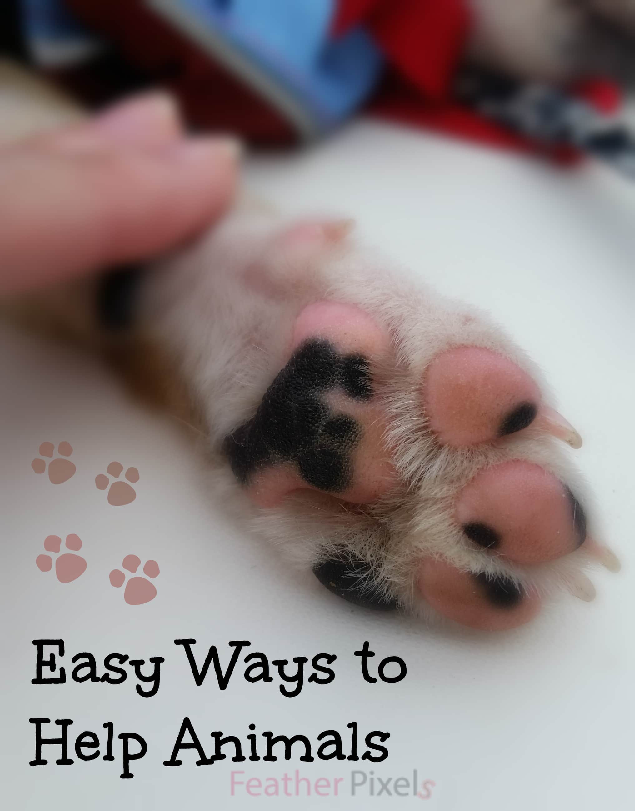 6 Things You Can Do to Help Animals | A Magical Mess