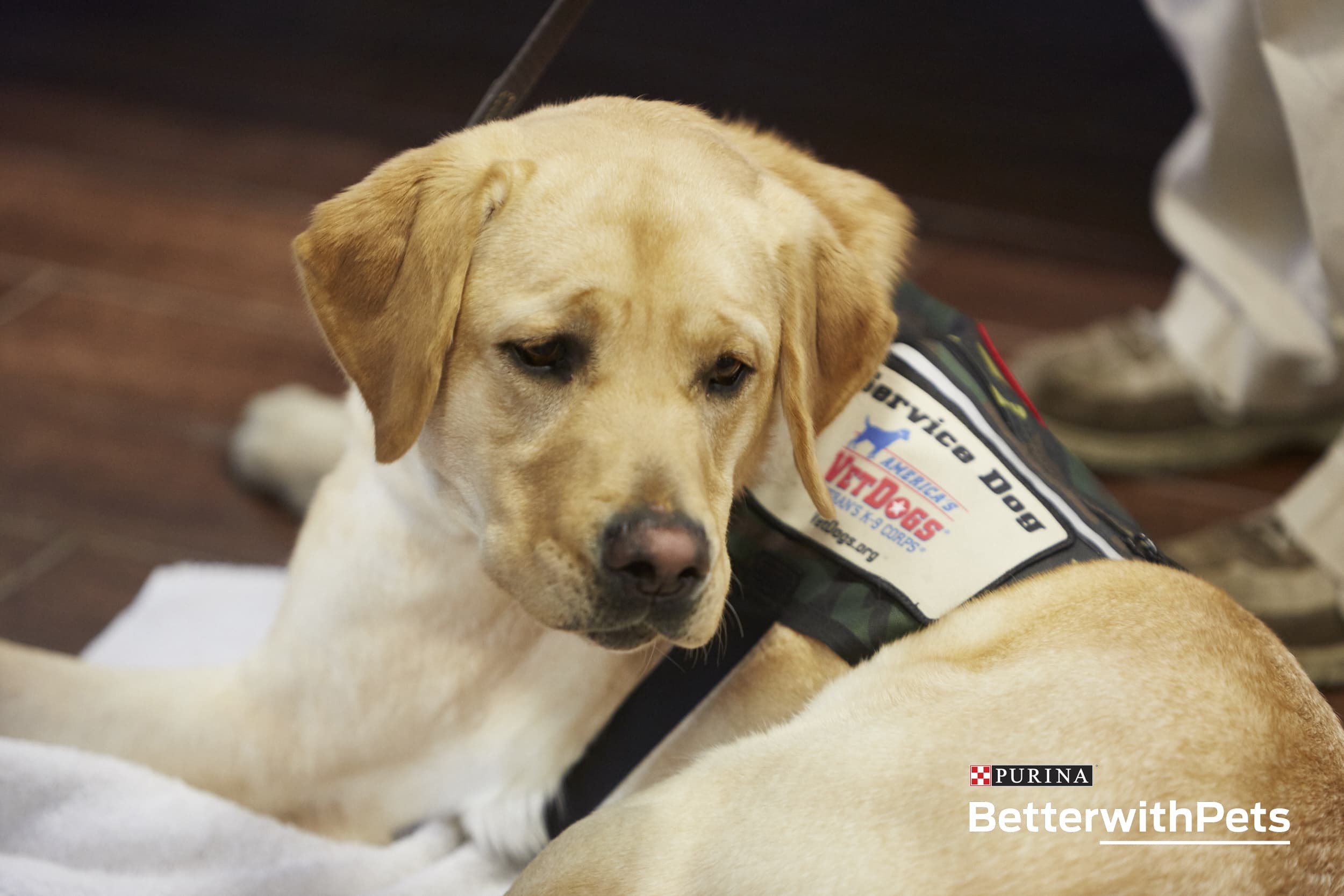 Veteran Service Dogs - 5 Things to Know | A Magical Mess