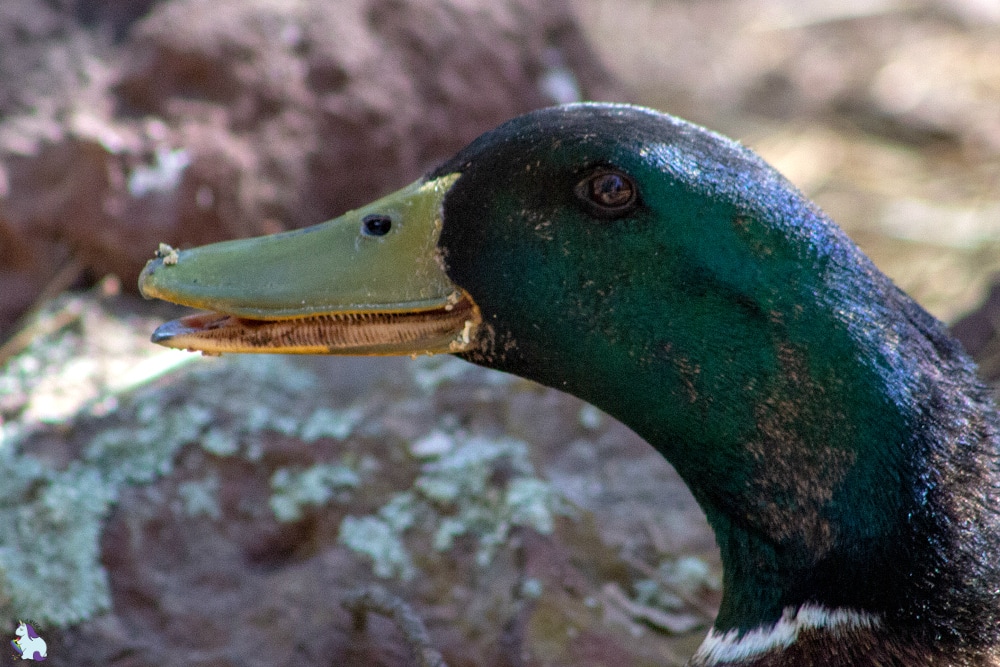 The Cutest and Derpiest Animals of Bearizona | A Magical Mess